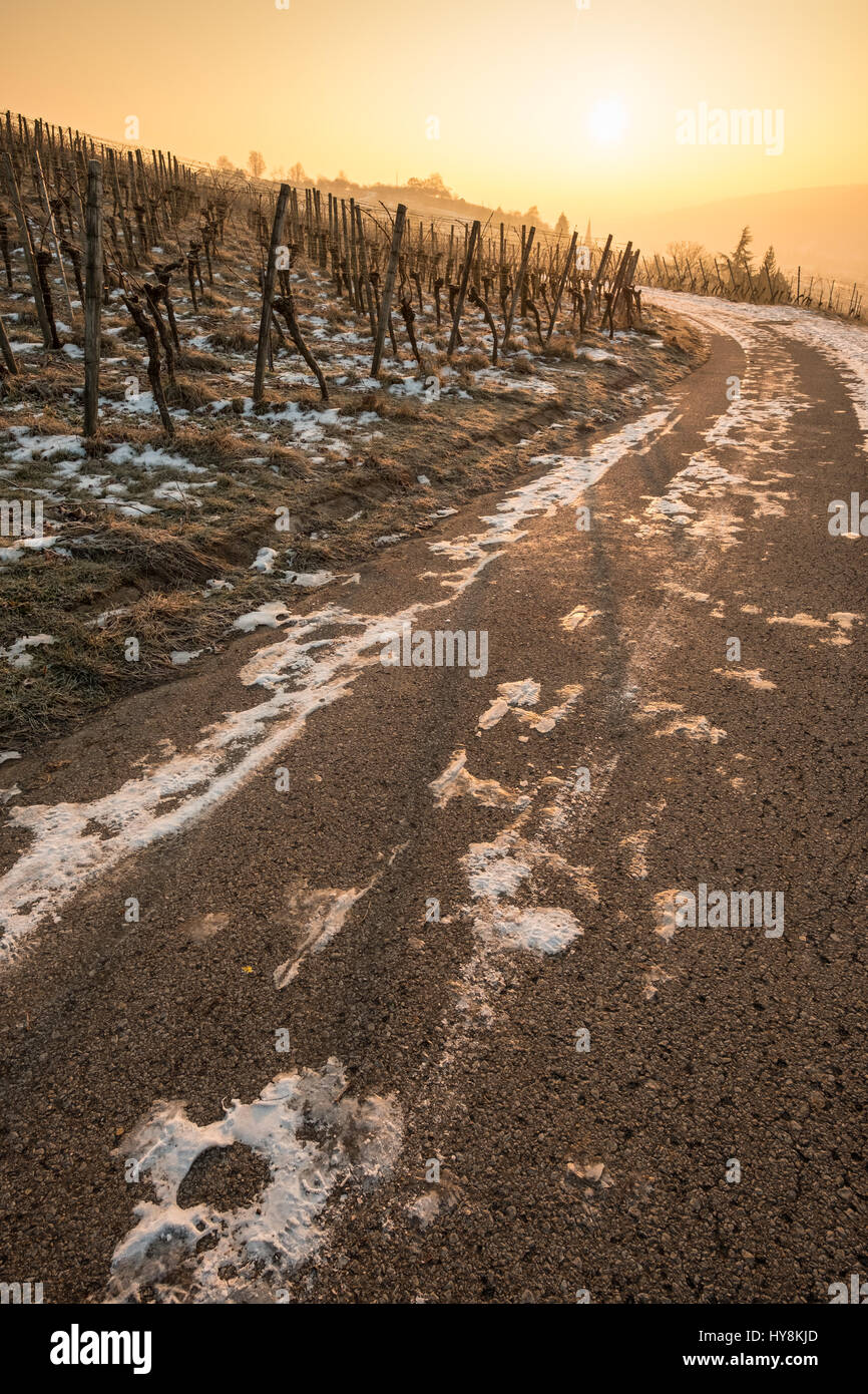Vineyard with vines in winter with snow and sun in vertical format ...