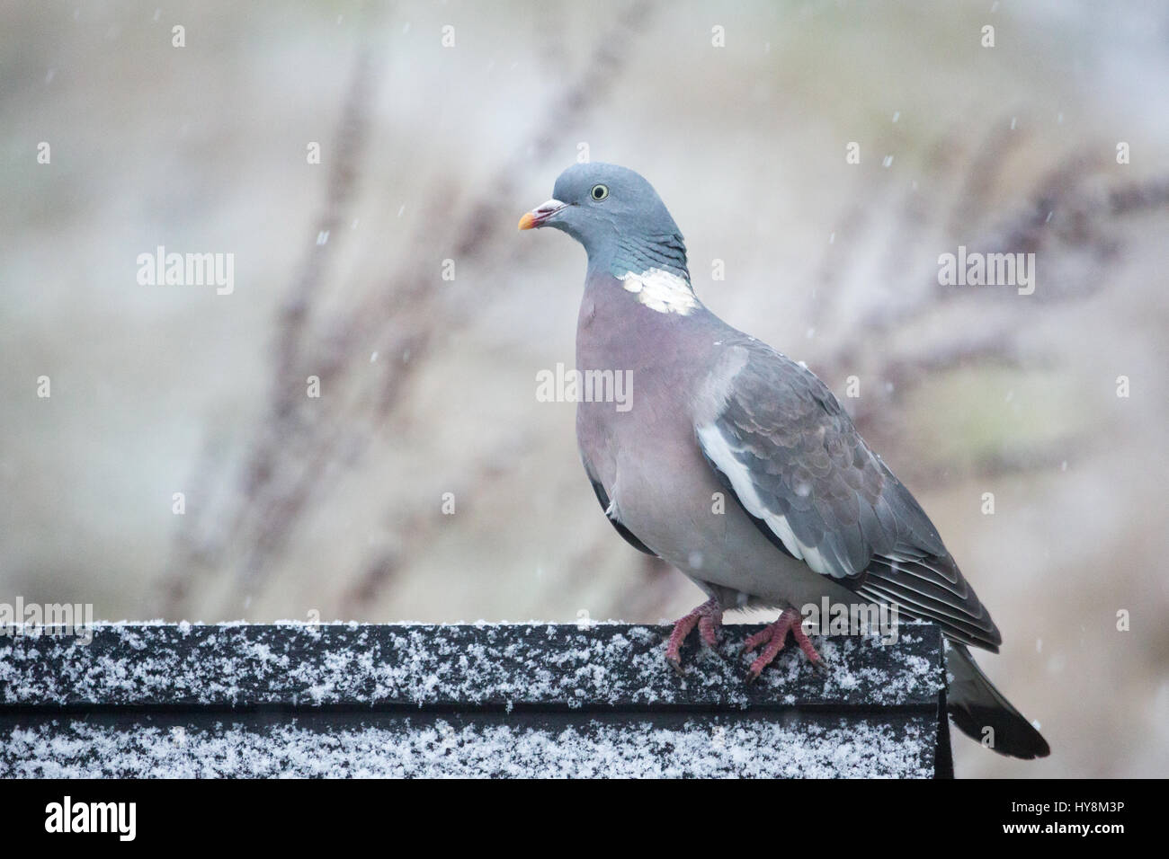 wood pigeon in snow Stock Photo - Alamy
