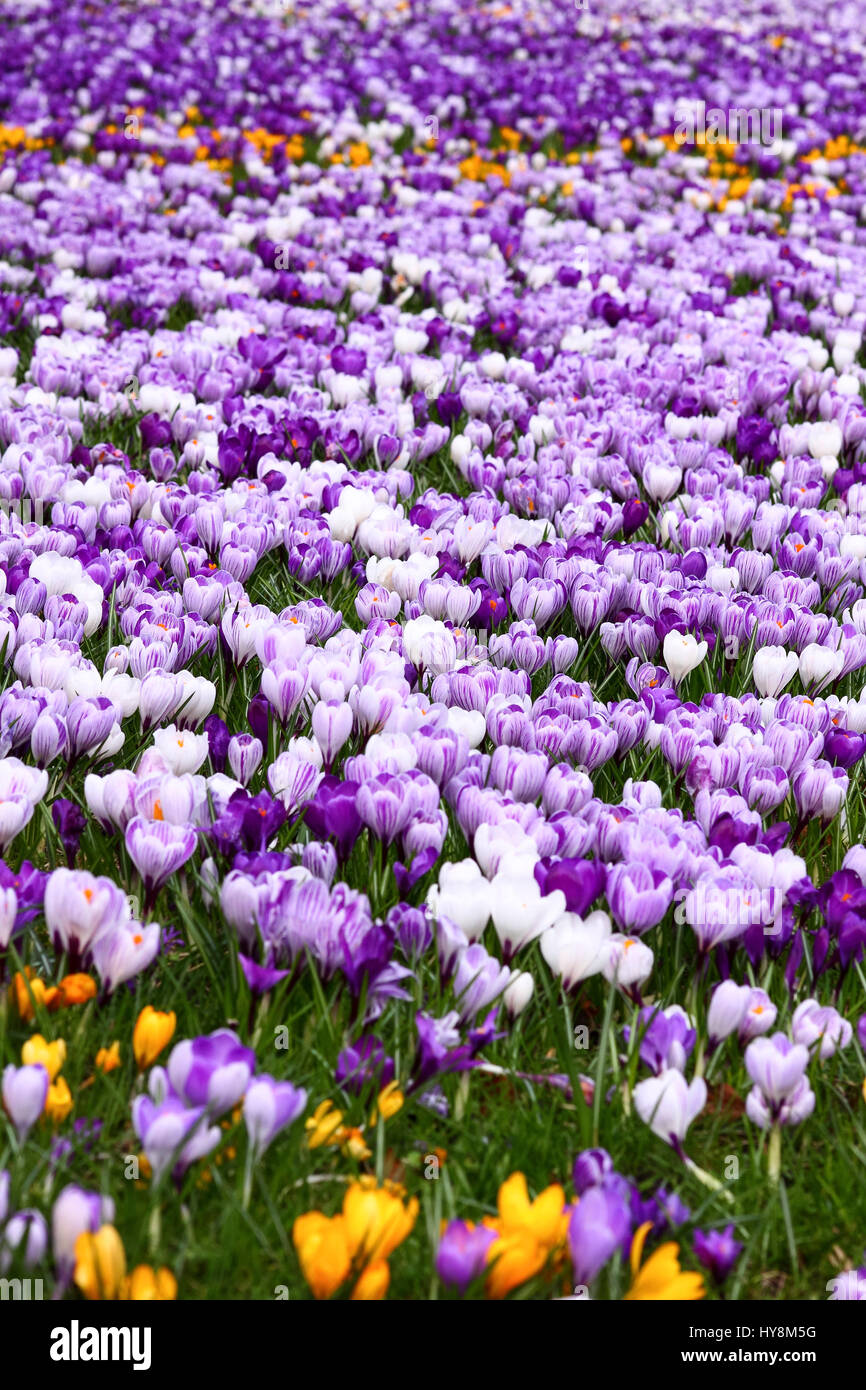 Spring Crocus flowers Stock Photo - Alamy