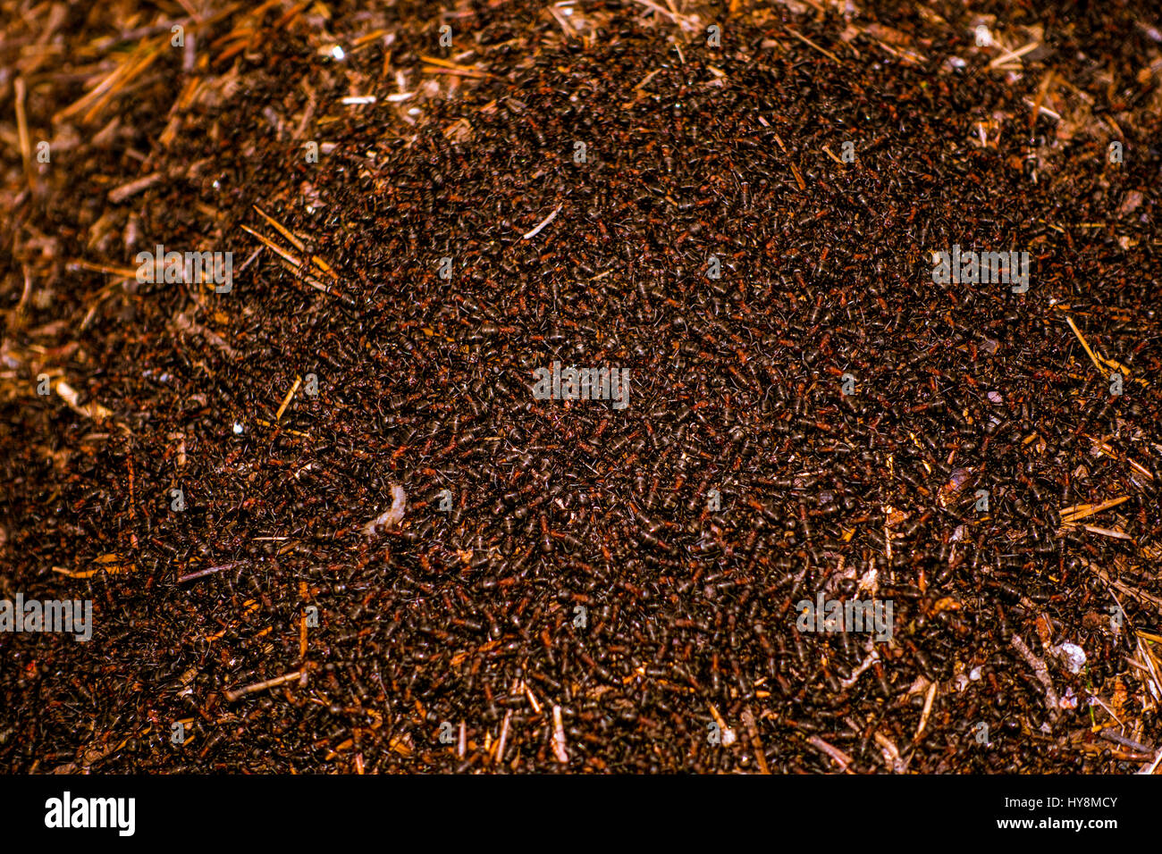 Red wood ants acid hi-res stock photography and images - Alamy
