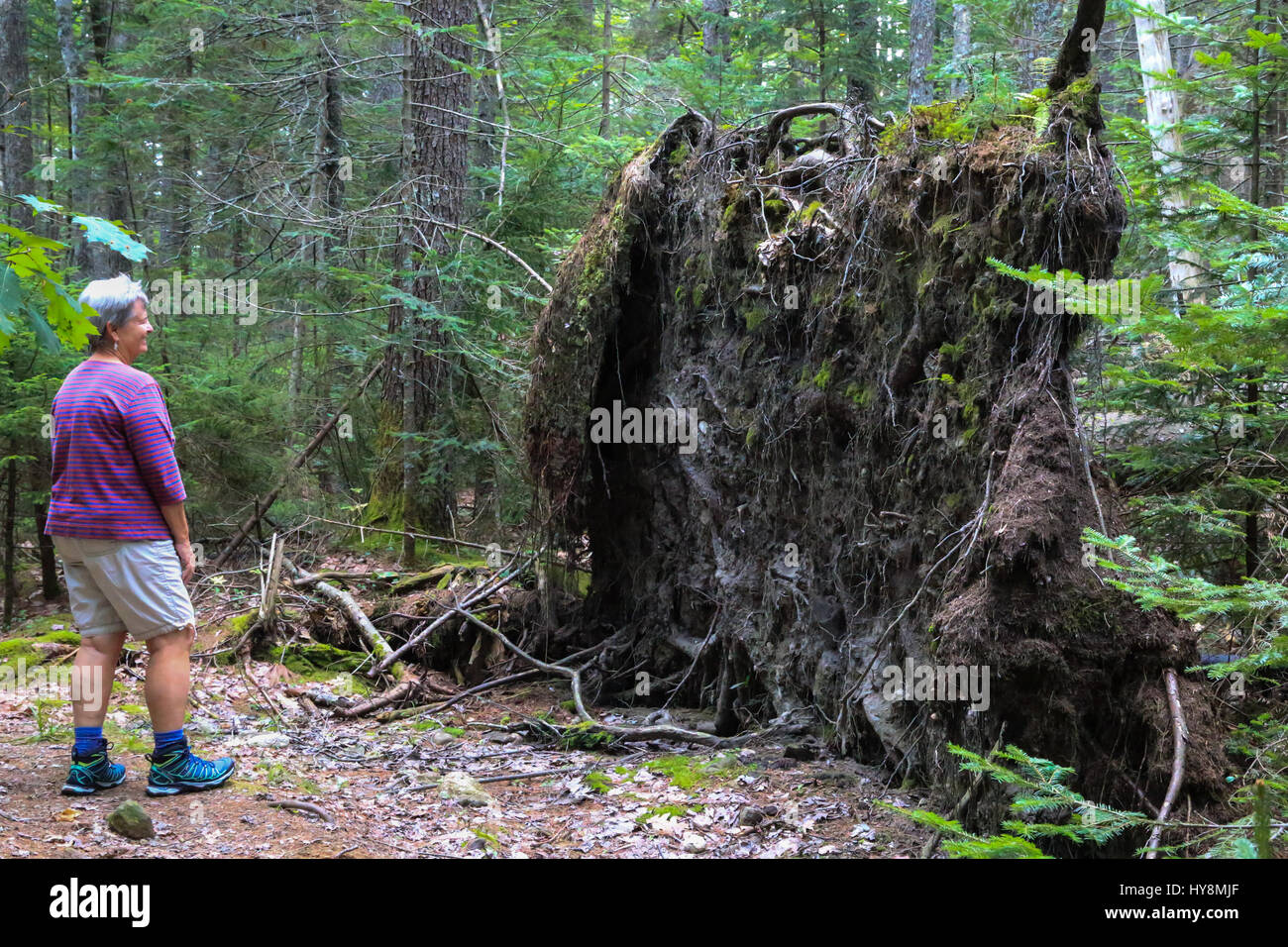 Upturned tree roots hi-res stock photography and images - Alamy
