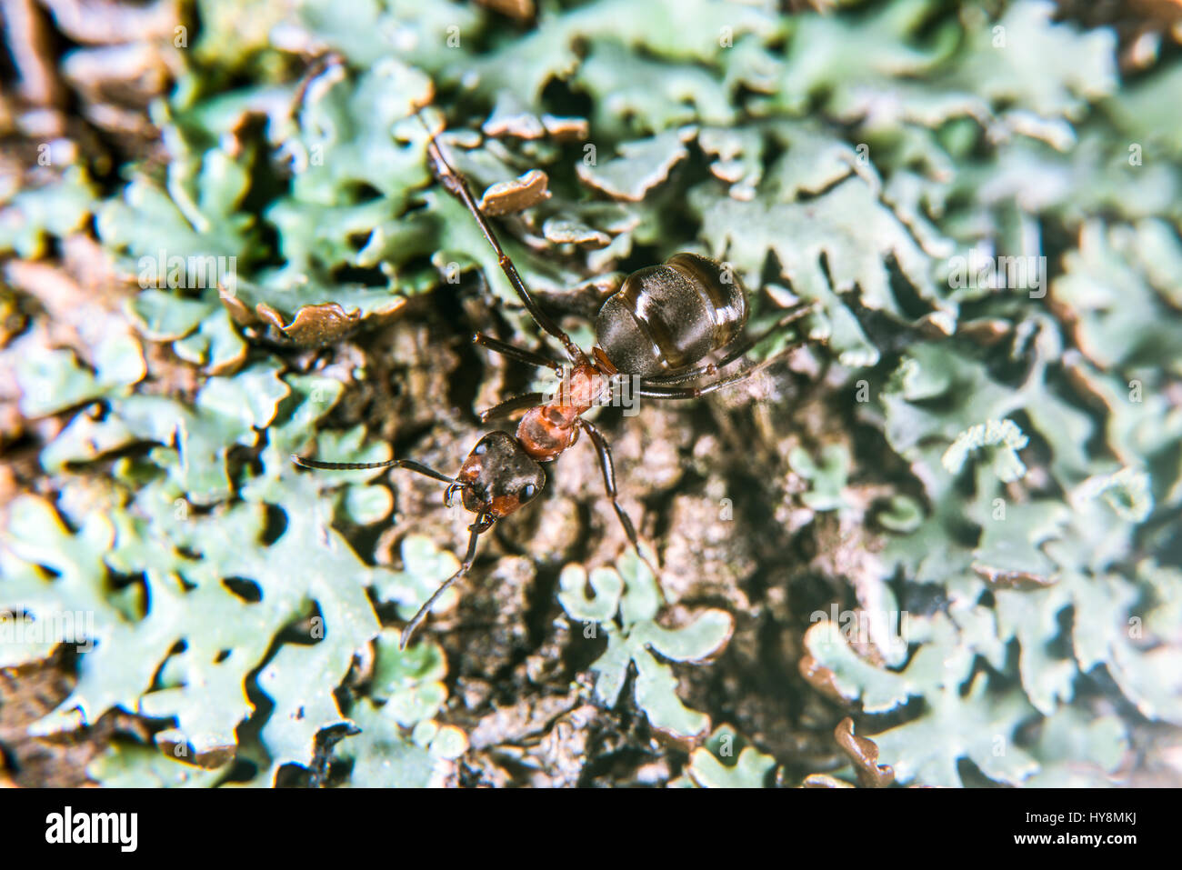 Red wood ants acid hi-res stock photography and images - Alamy