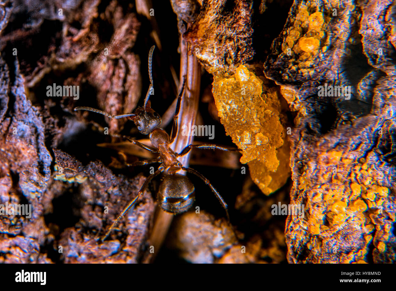 Northern wood ants hi-res stock photography and images - Alamy