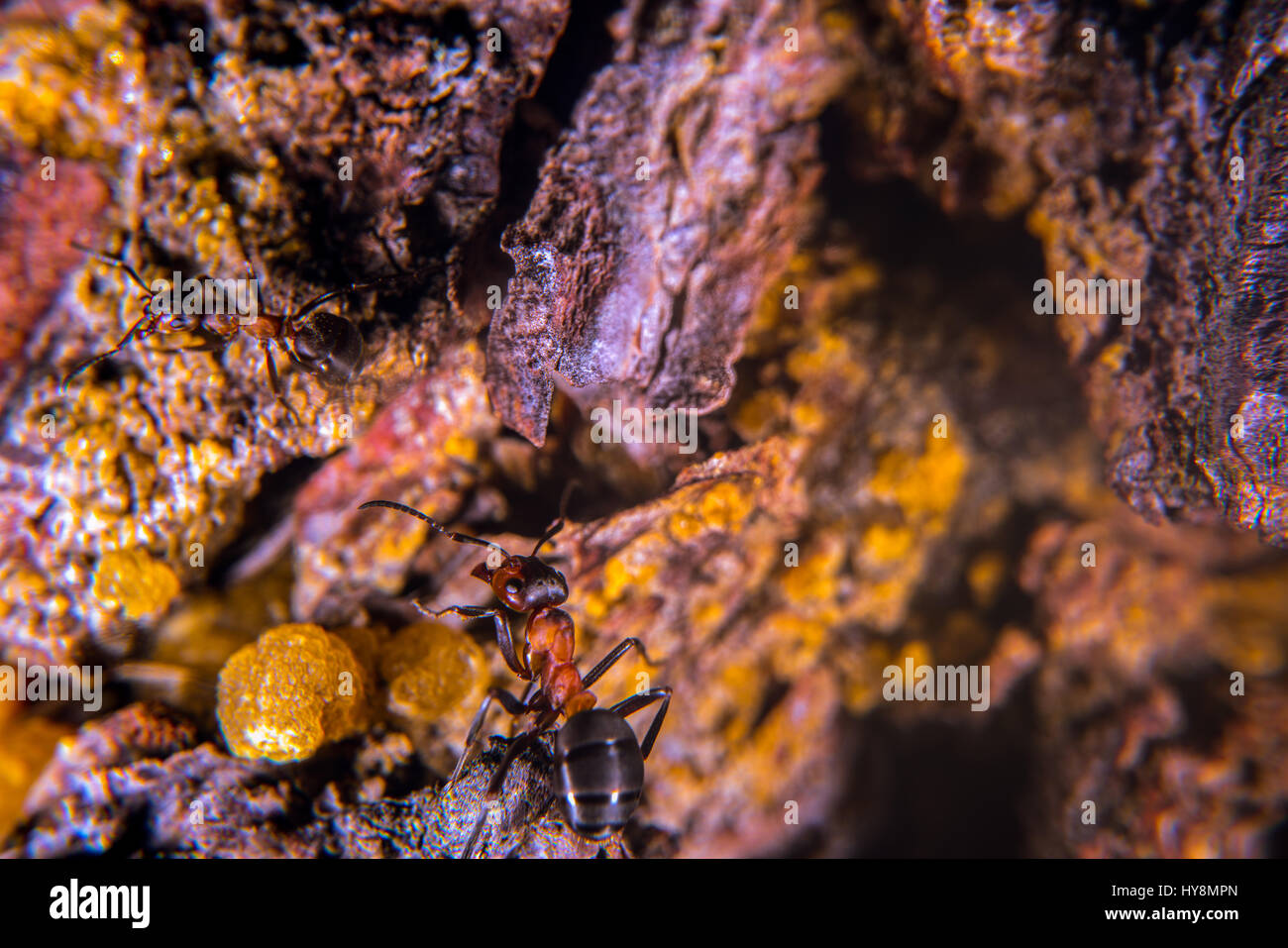 Polymorphic ants hi-res stock photography and images - Alamy