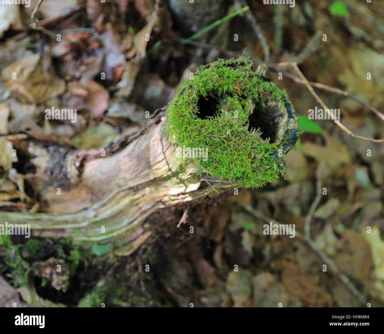 Stump with eyes hi-res stock photography and images - Alamy