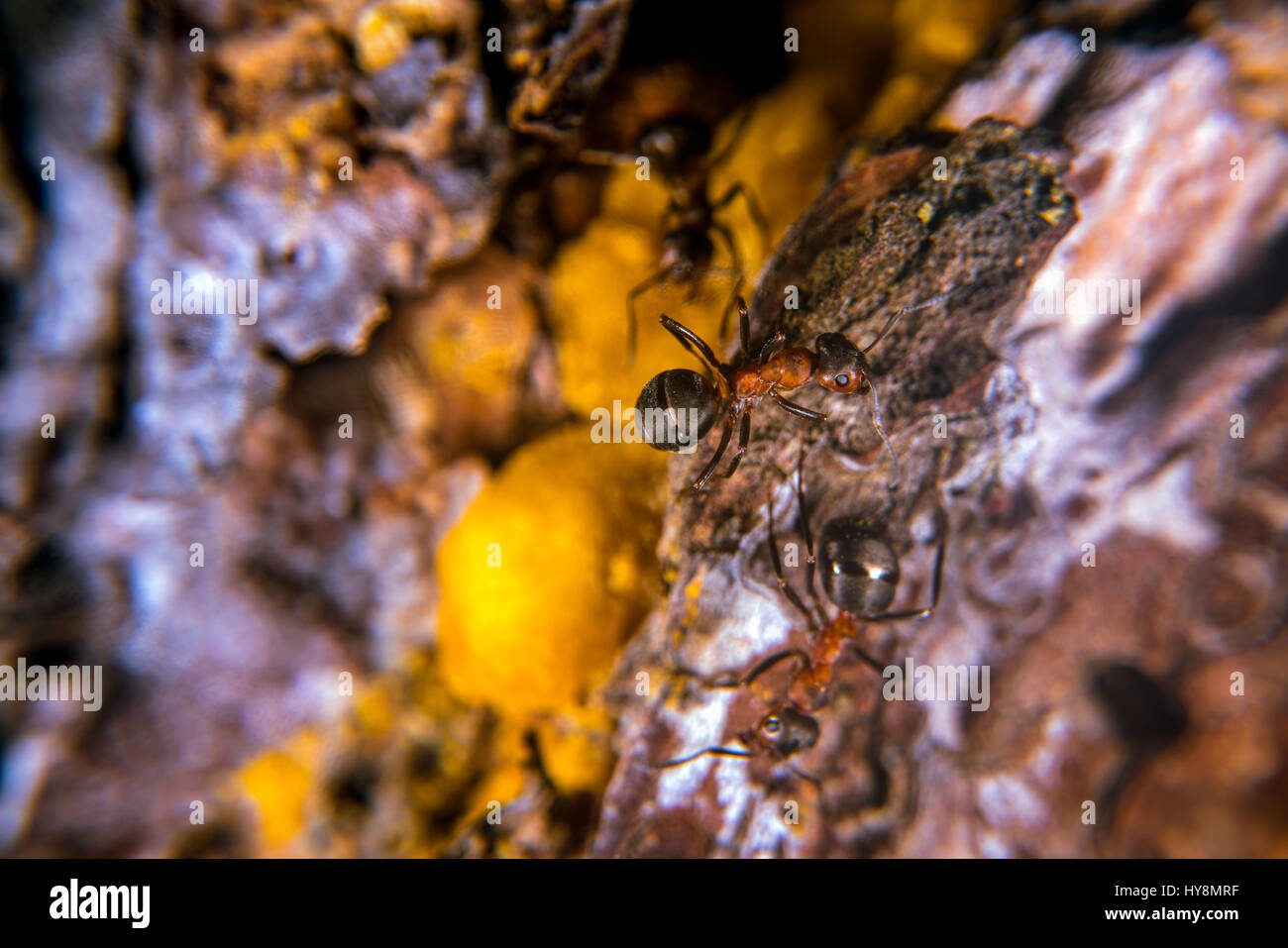 Northern wood ants hi-res stock photography and images - Alamy