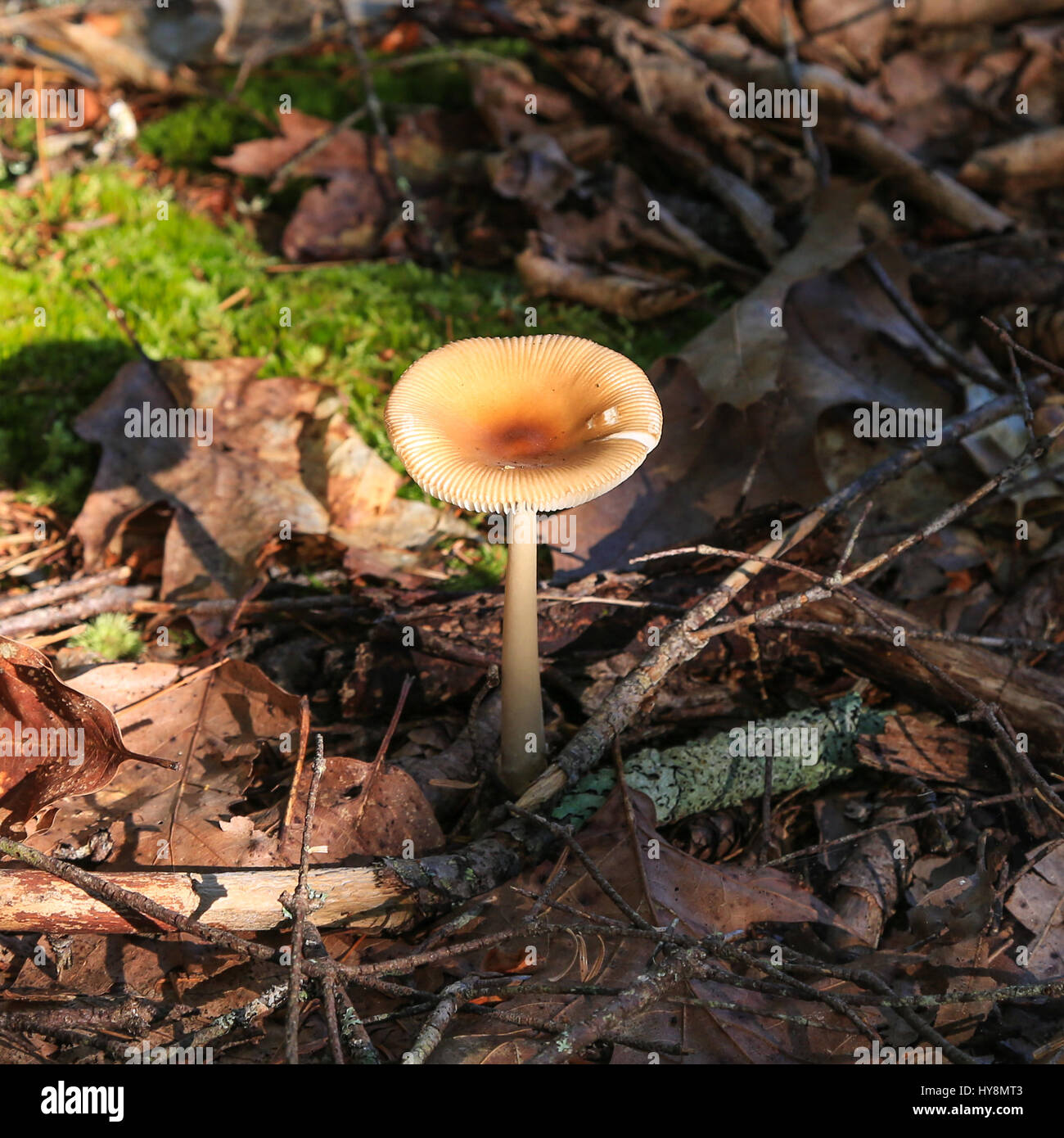 Mushroom in the Woods Stock Photo - Alamy