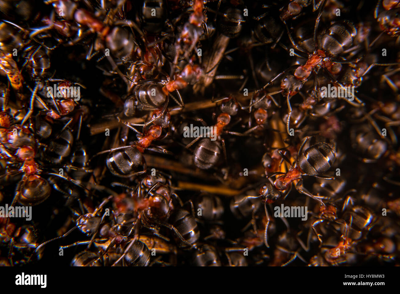 Red wood ants acid hi-res stock photography and images - Alamy