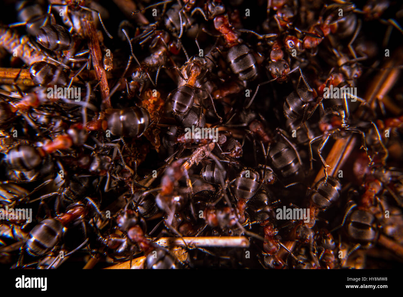 Red wood ants acid hi-res stock photography and images - Alamy