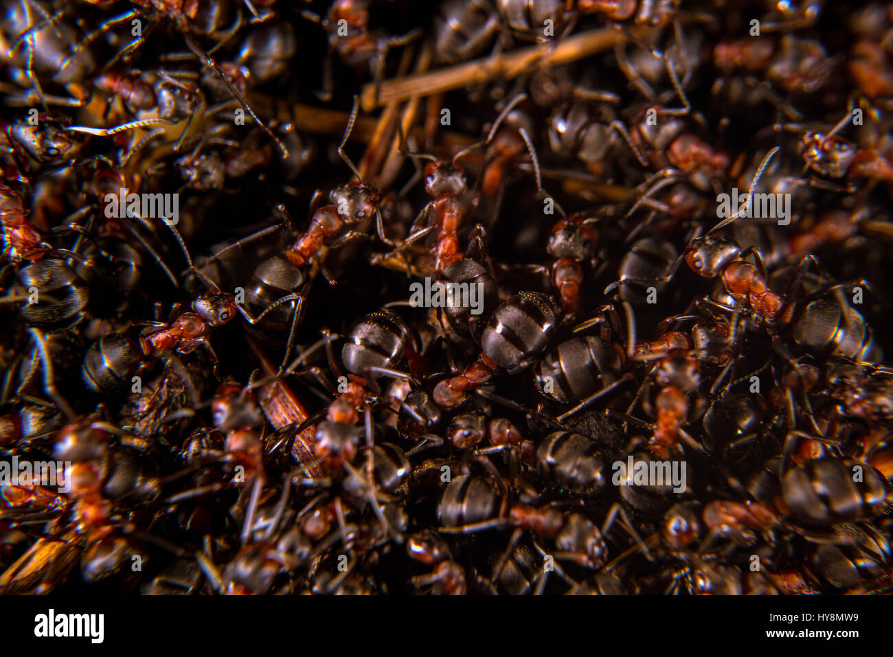 Red wood ants acid hi-res stock photography and images - Alamy