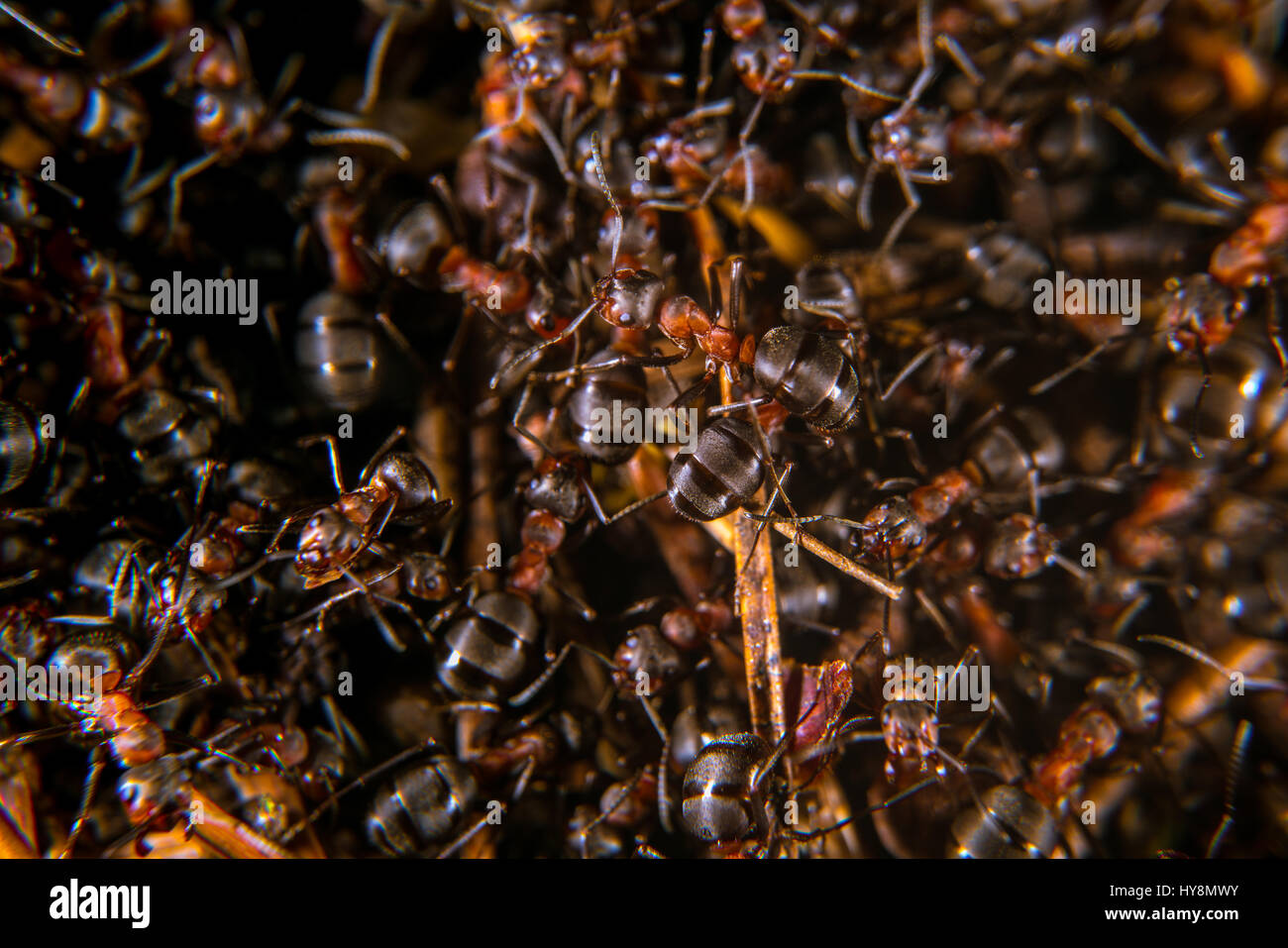 Red wood ants acid hi-res stock photography and images - Alamy