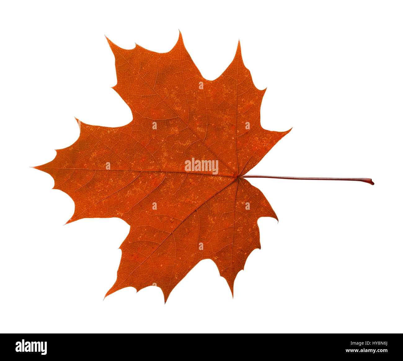 maple leaf isolated on white background Stock Photo - Alamy