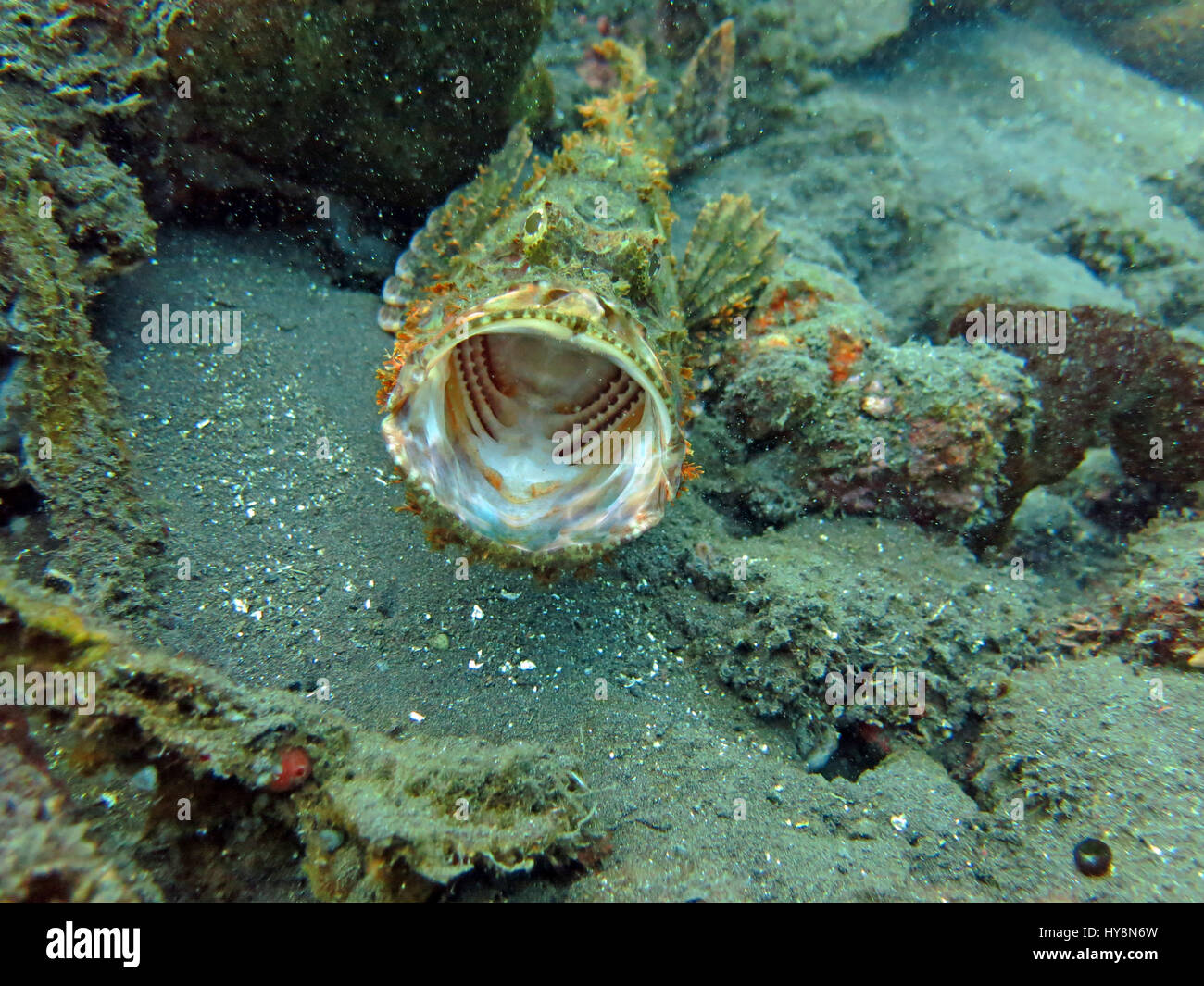 Thriving coral reef alive with marine life and shoals of fish Stock ...