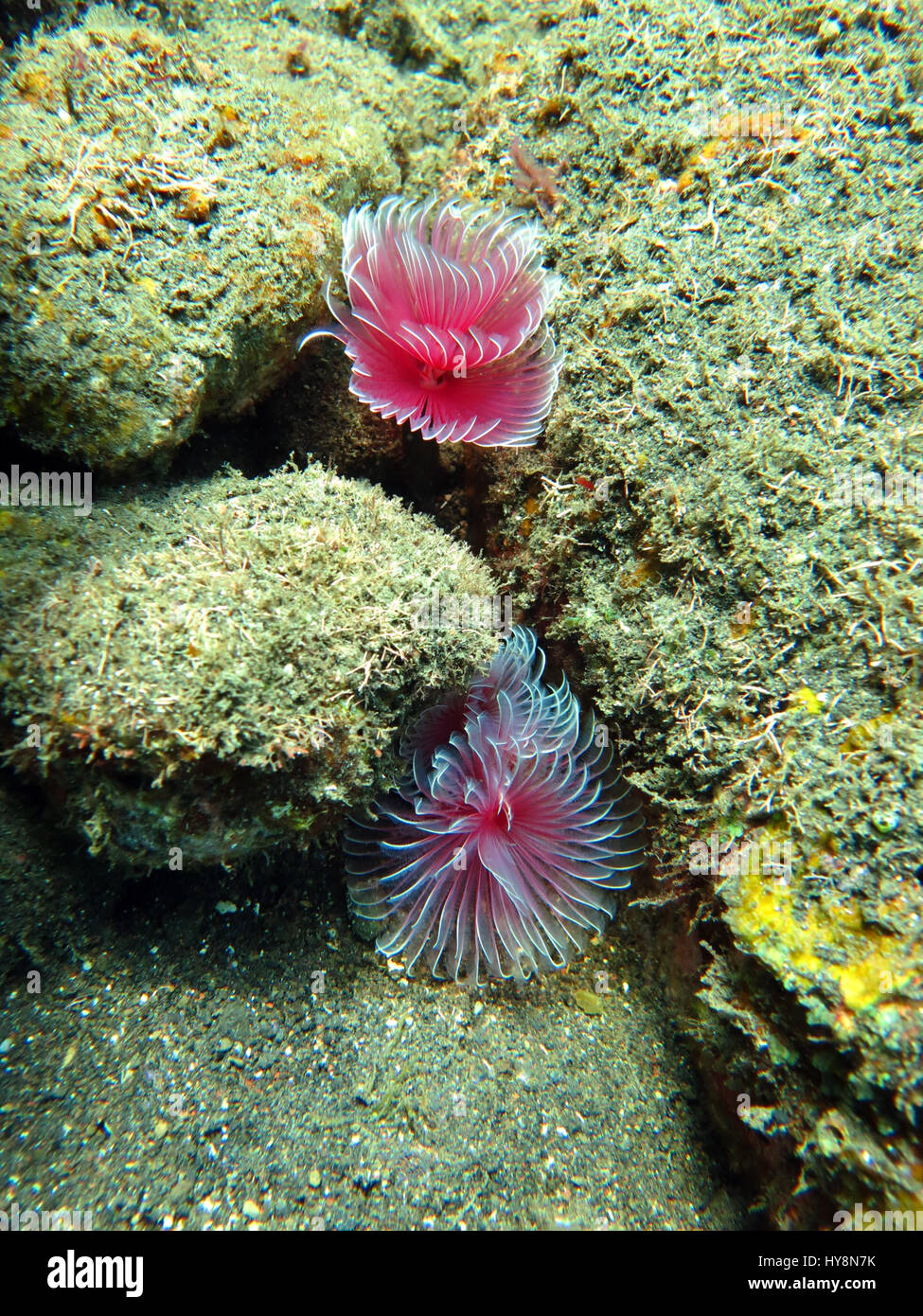 Thriving coral reef alive with marine life and shoals of fish Stock ...