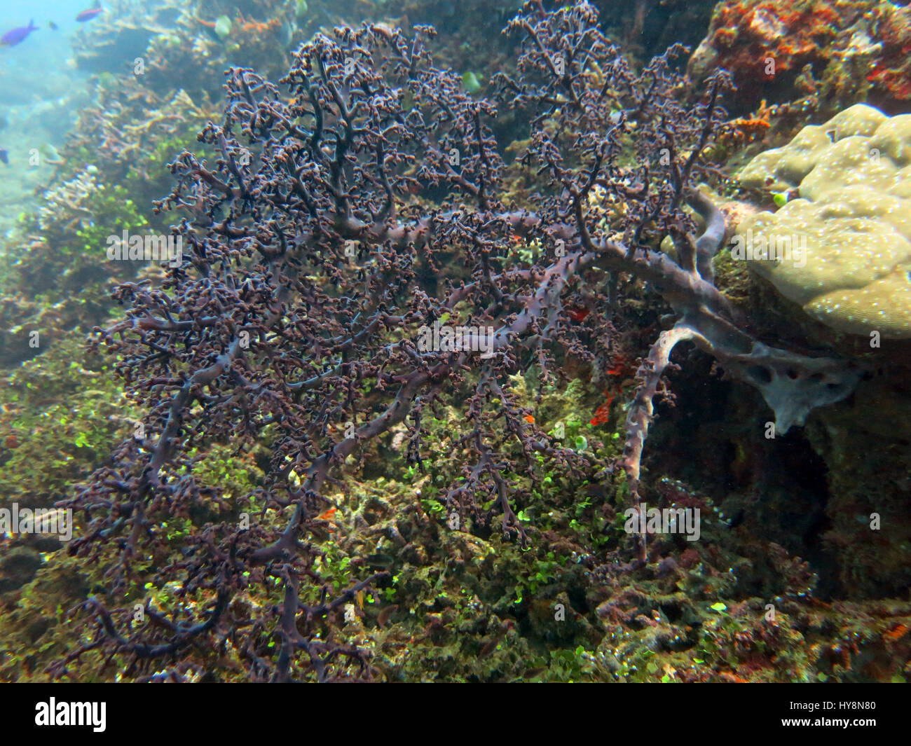 Thriving coral reef alive with marine life and shoals of fish Stock ...