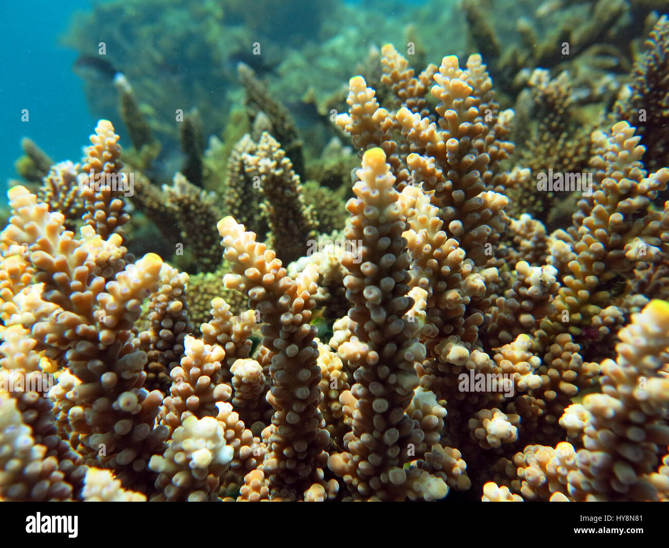 Thriving coral reef alive with marine life and shoals of fish Stock ...