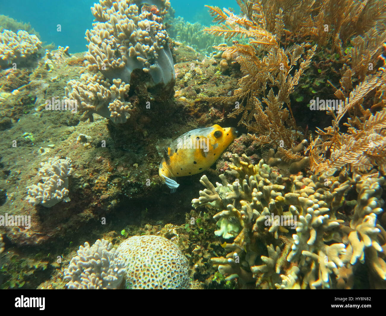 Thriving coral reef alive with marine life and shoals of fish Stock ...