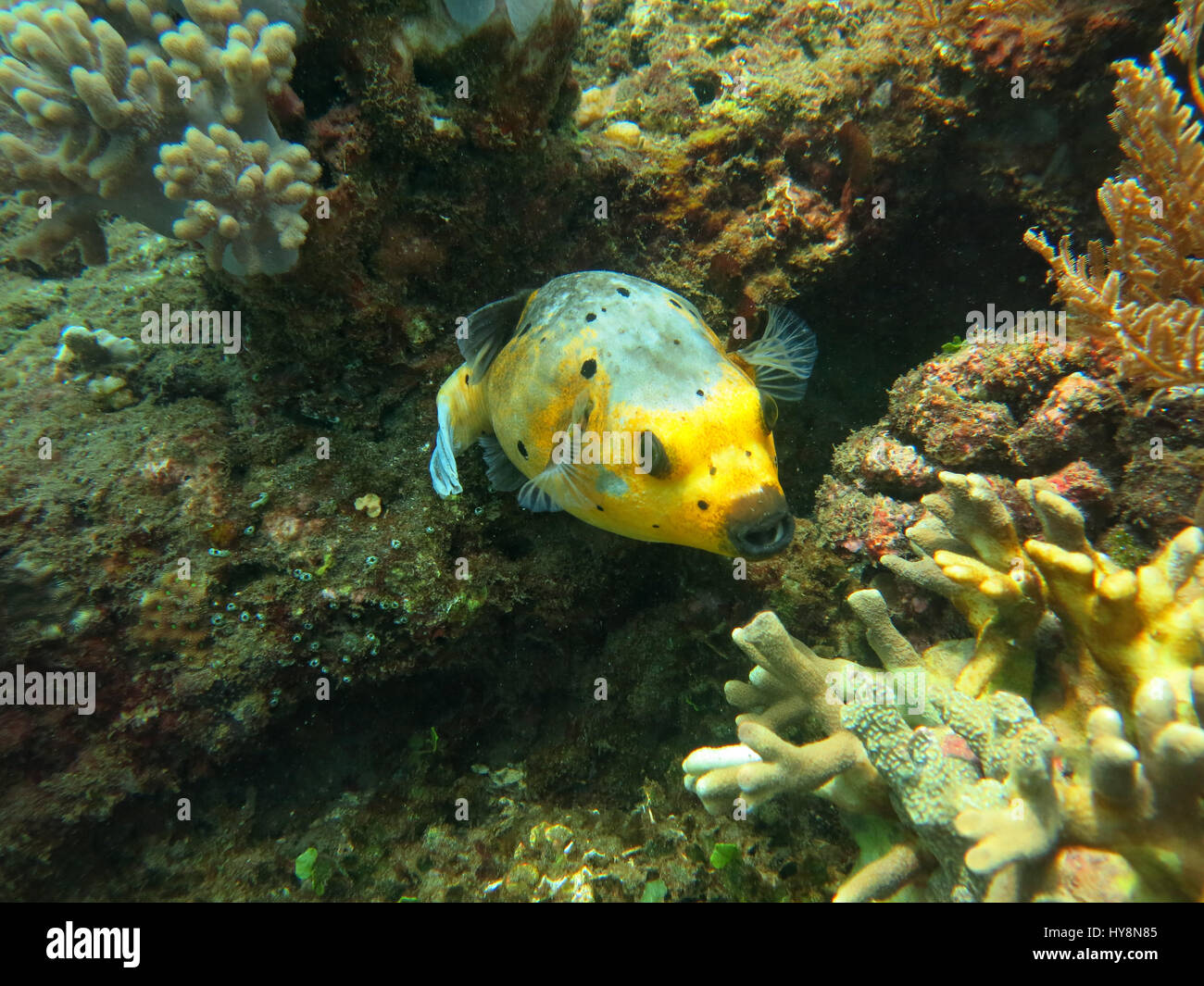 Thriving coral reef alive with marine life and shoals of fish Stock ...