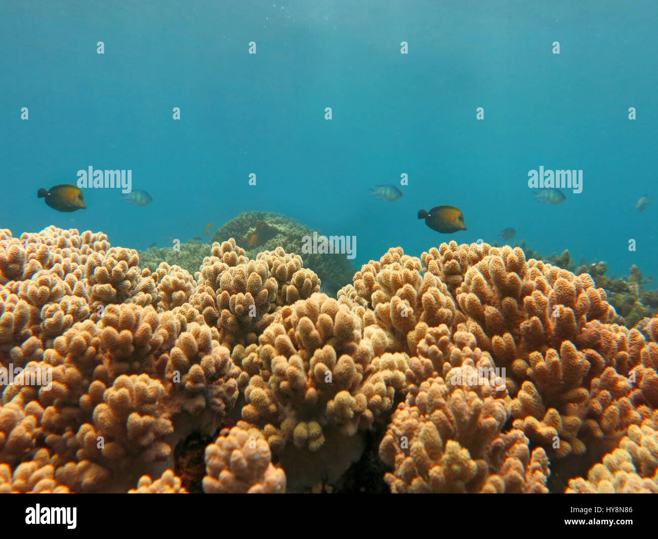 Thriving coral reef alive with marine life and shoals of fish Stock ...