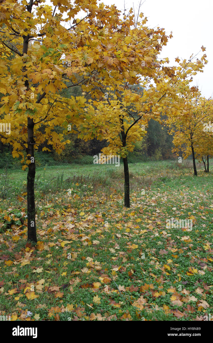 Young maple trees standing in the alley, autumn landscape Stock Photo ...