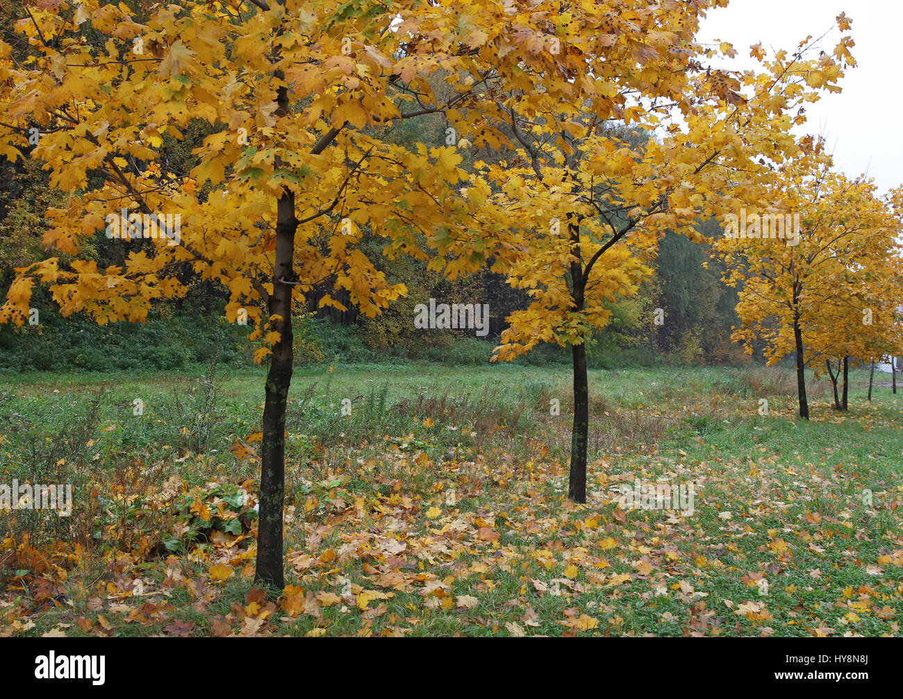 Young maple trees standing in the alley, autumn landscape Stock Photo - Alamy