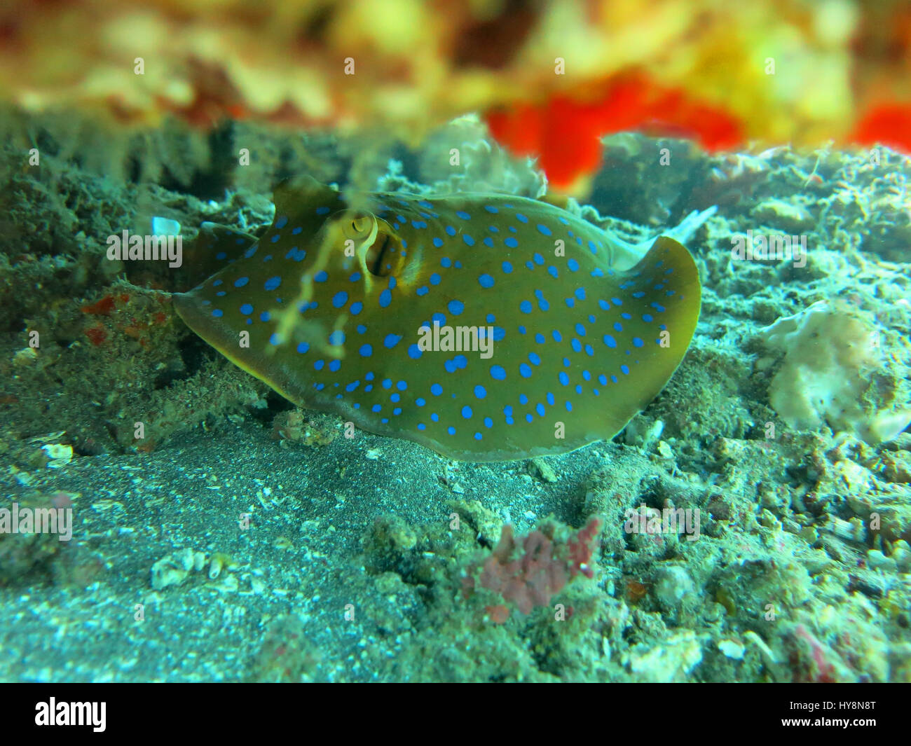 Thriving coral reef alive with marine life and shoals of fish Stock ...