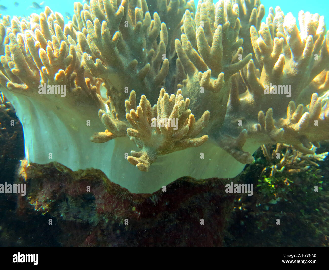 Thriving coral reef alive with marine life and shoals of fish Stock ...