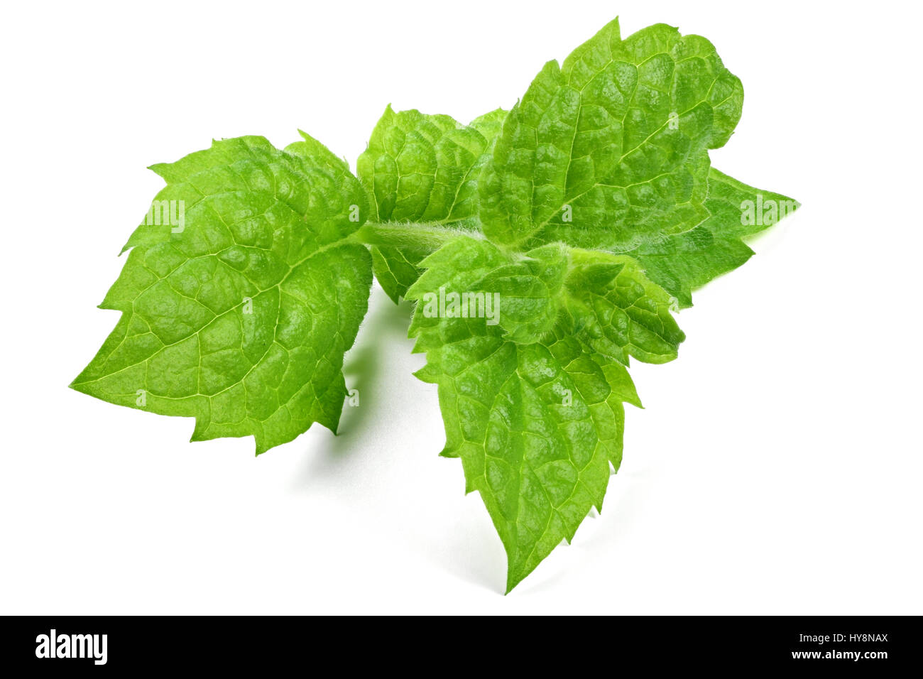 fresh peppermint isolated on white background Stock Photo - Alamy