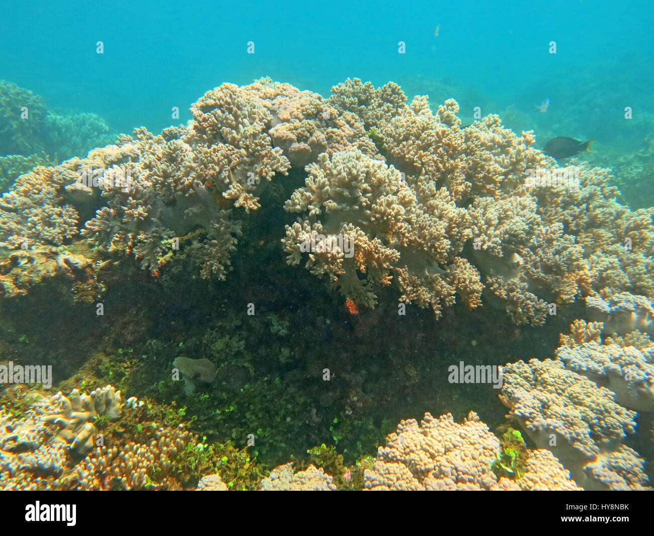 Thriving coral reef alive with marine life and shoals of fish Stock ...