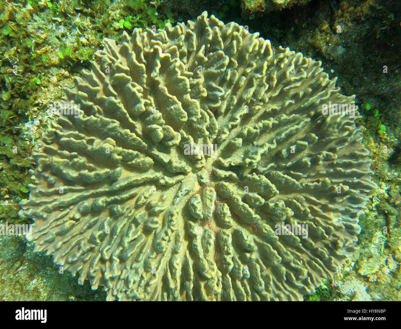 Thriving coral reef alive with marine life and shoals of fish Stock ...