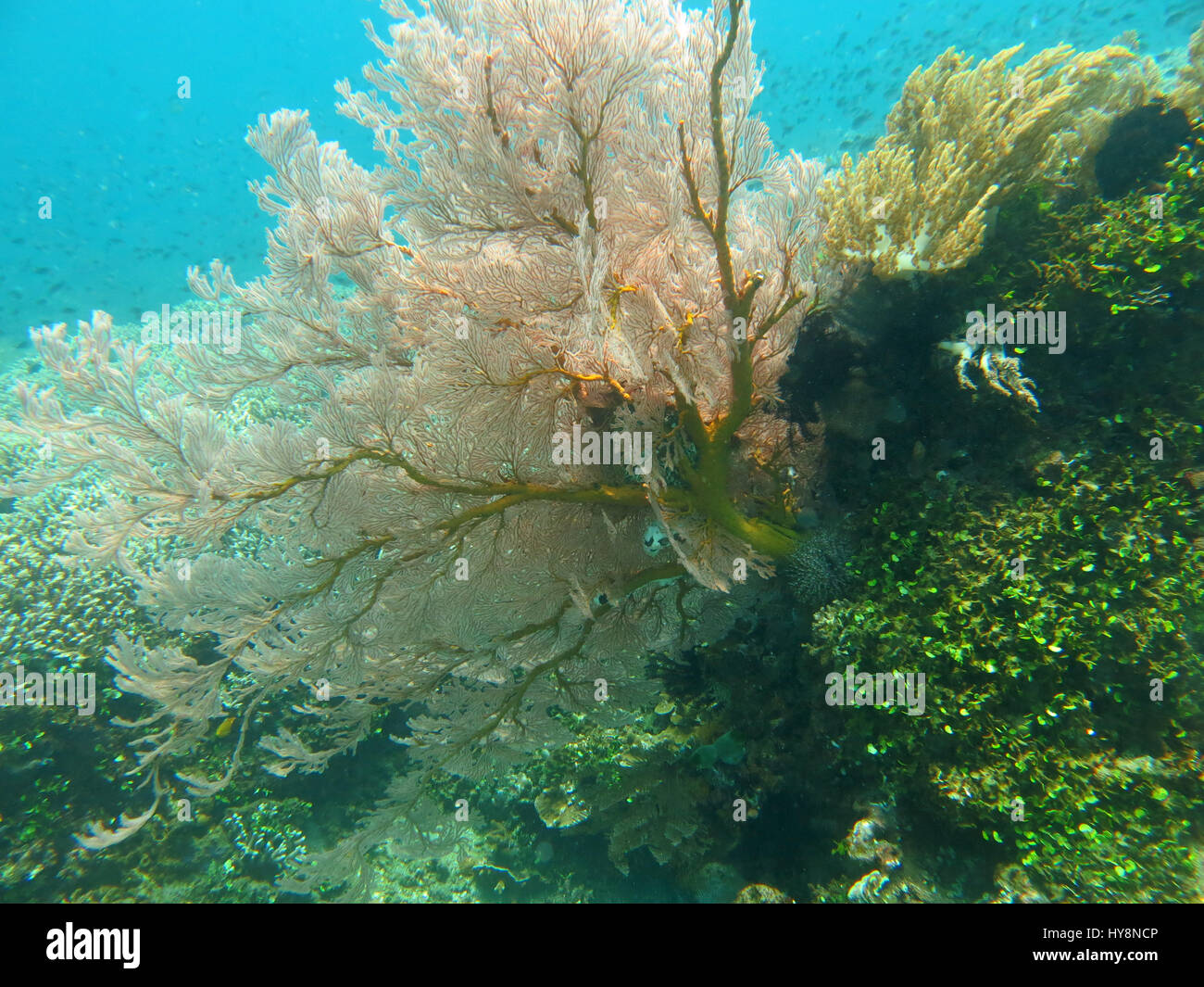 Thriving coral reef alive with marine life and shoals of fish Stock ...