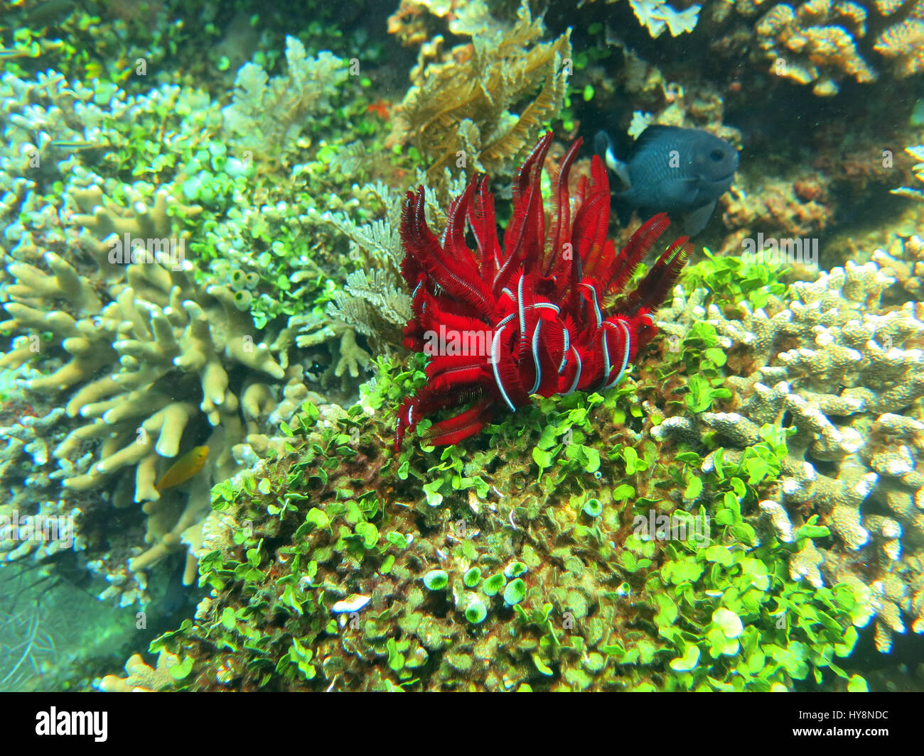 Thriving coral reef alive with marine life and shoals of fish Stock ...