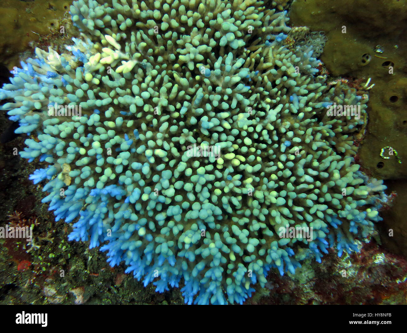 Thriving coral reef alive with marine life and shoals of fish Stock ...