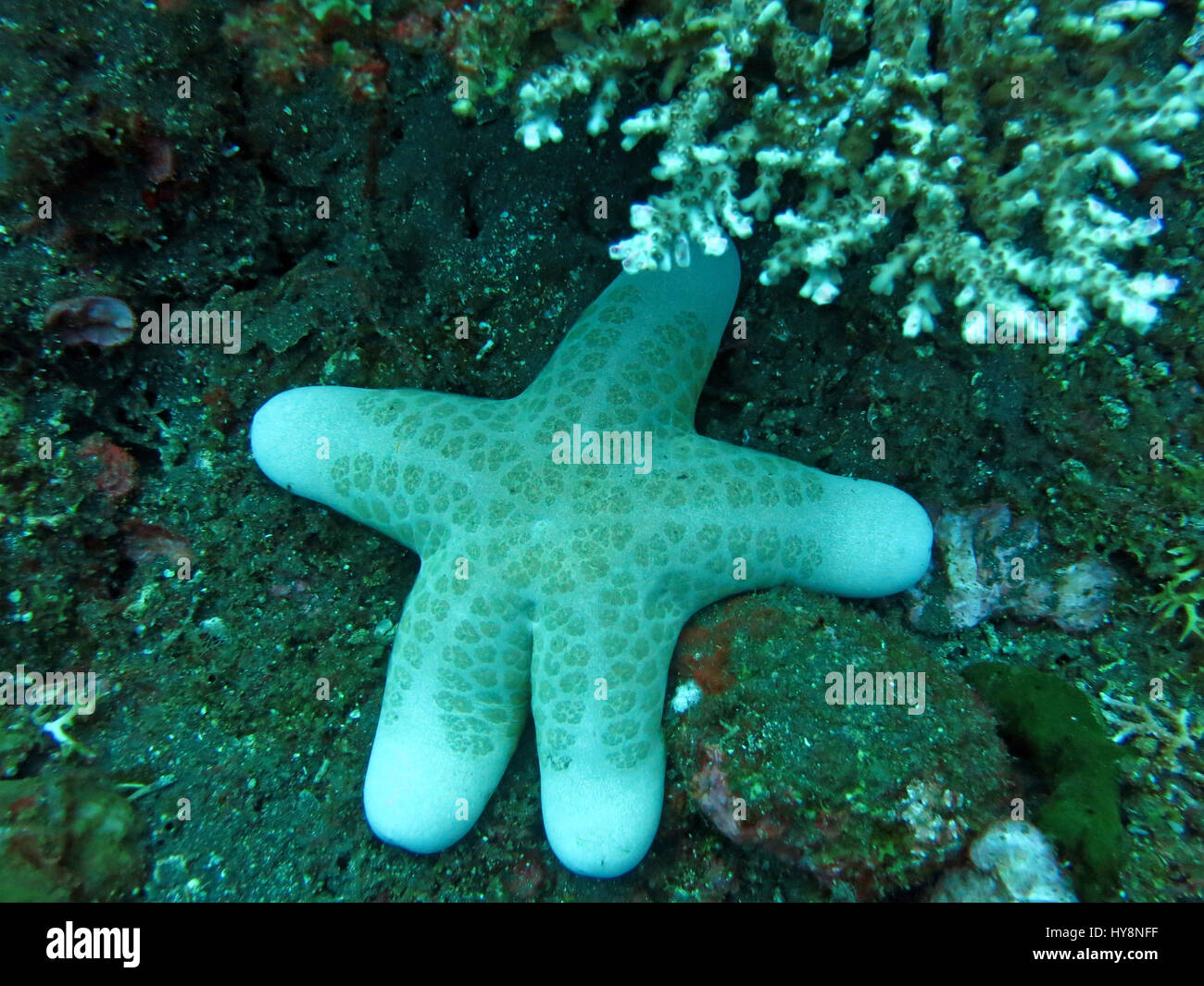 Thriving coral reef alive with marine life and shoals of fish Stock ...