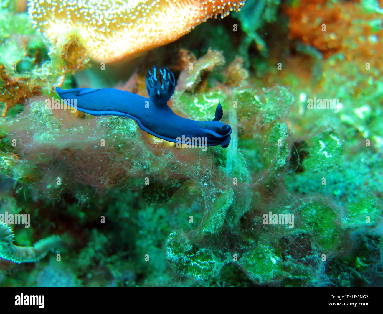Thriving coral reef alive with marine life and shoals of fish Stock ...