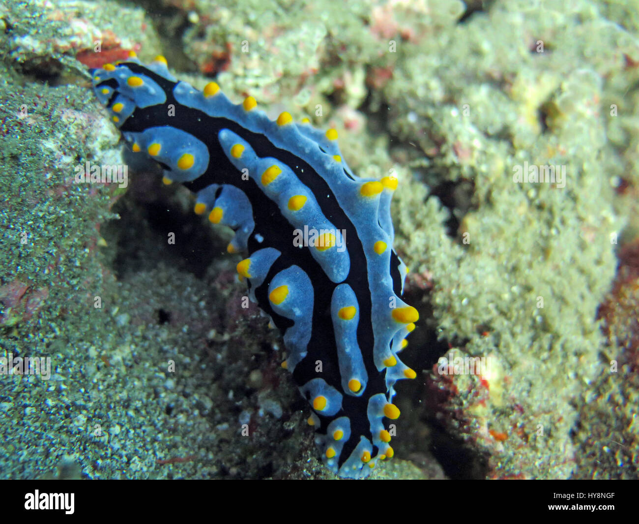 Thriving coral reef alive with marine life and shoals of fish Stock ...