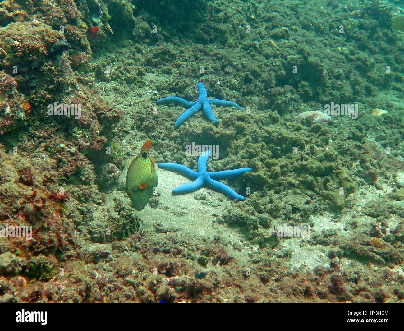 Thriving coral reef alive with marine life and shoals of fish Stock ...