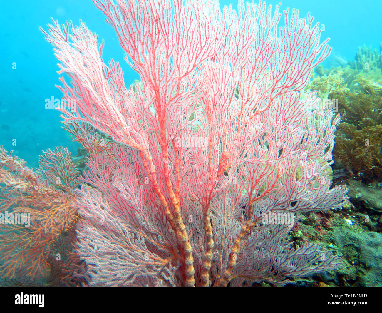 Alive Coral Reef