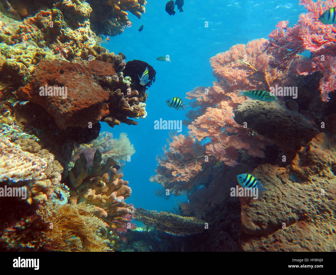 Thriving coral reef alive with marine life and shoals of fish Stock ...
