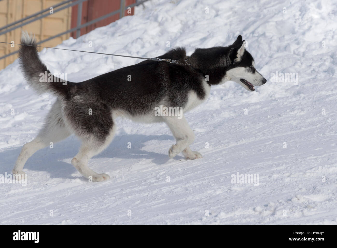 How Fast Can Malam Huskies Run