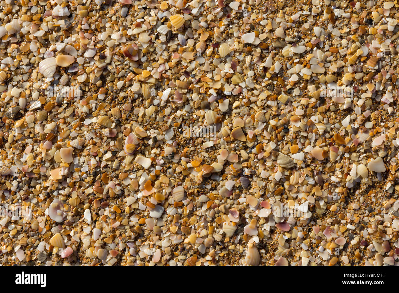 sea shells background Stock Photo - Alamy
