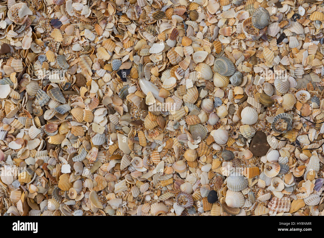 sea shells background Stock Photo - Alamy