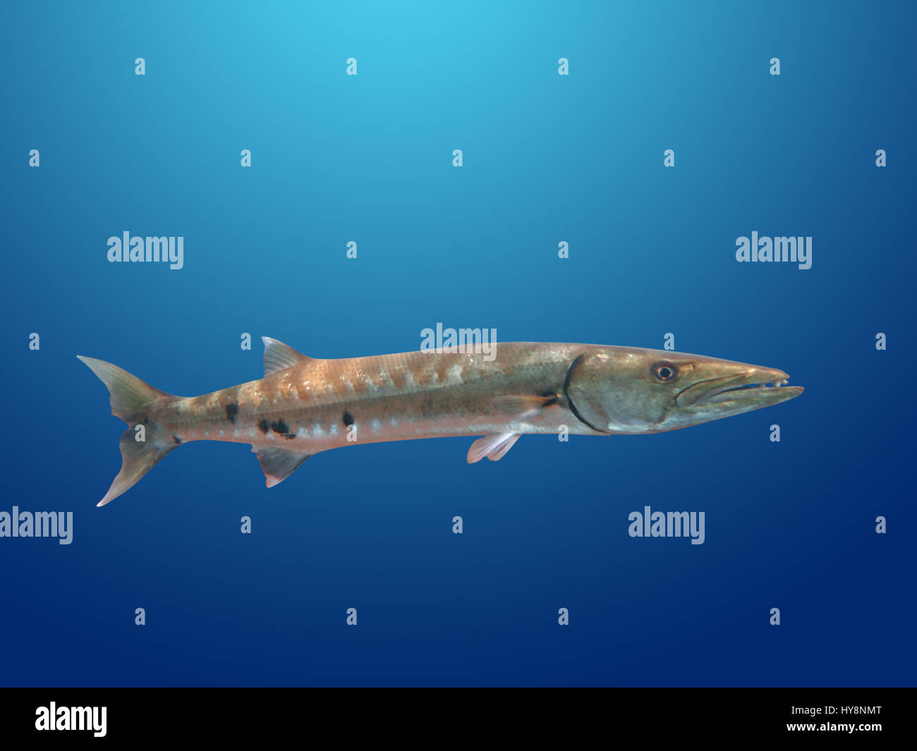 Great Barracuda fish in ocean Bali Stock Photo - Alamy