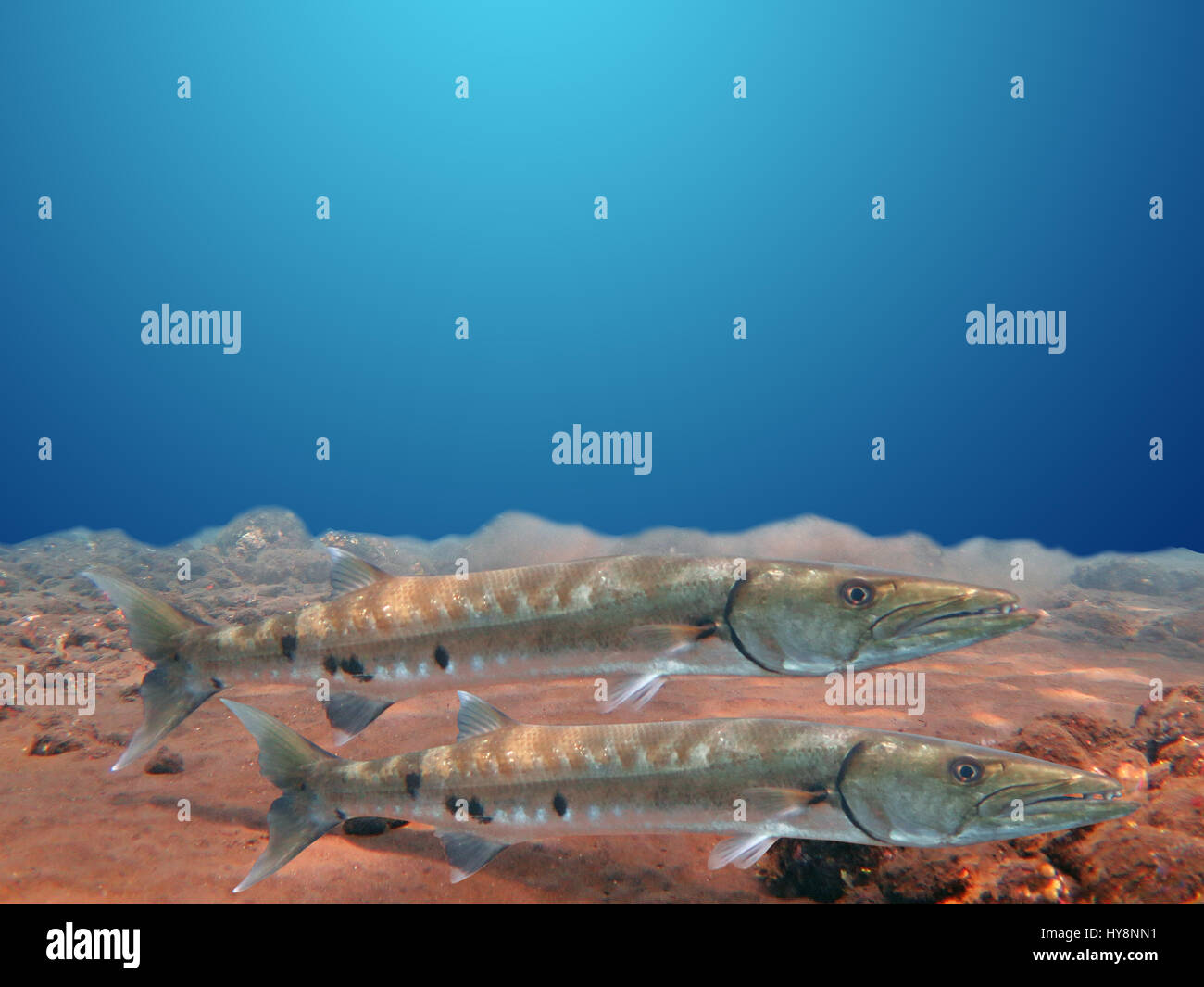 Great Barracuda fish in ocean Bali Stock Photo - Alamy