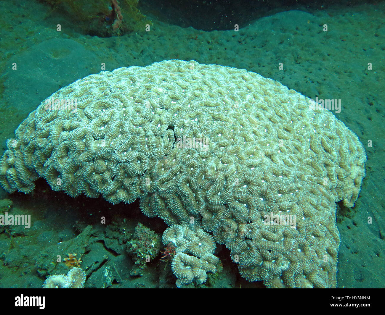 Thriving coral reef alive with marine life and shoals of fish Stock ...