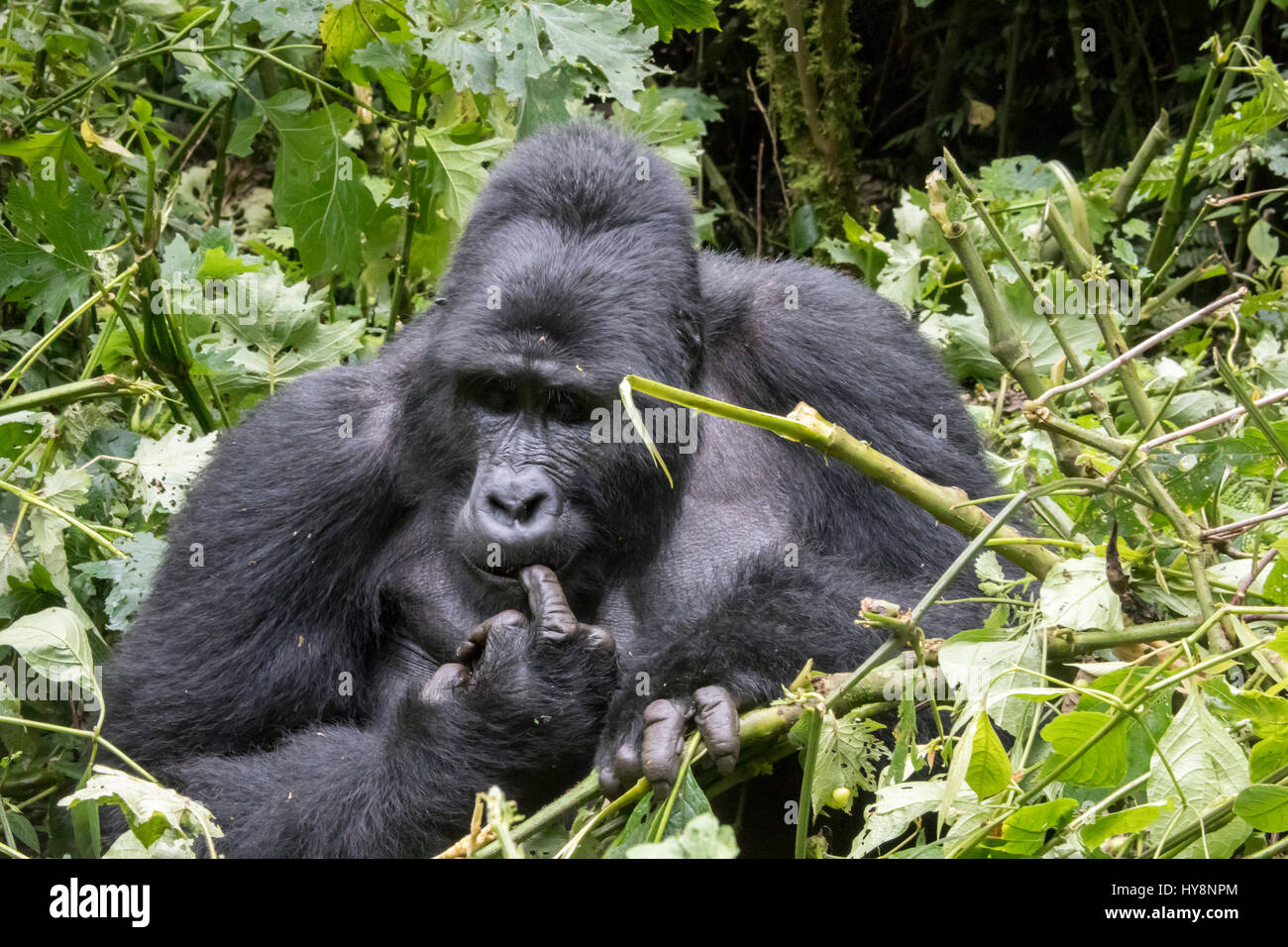 Silverback gorilla teeth hi-res stock photography and images - Alamy