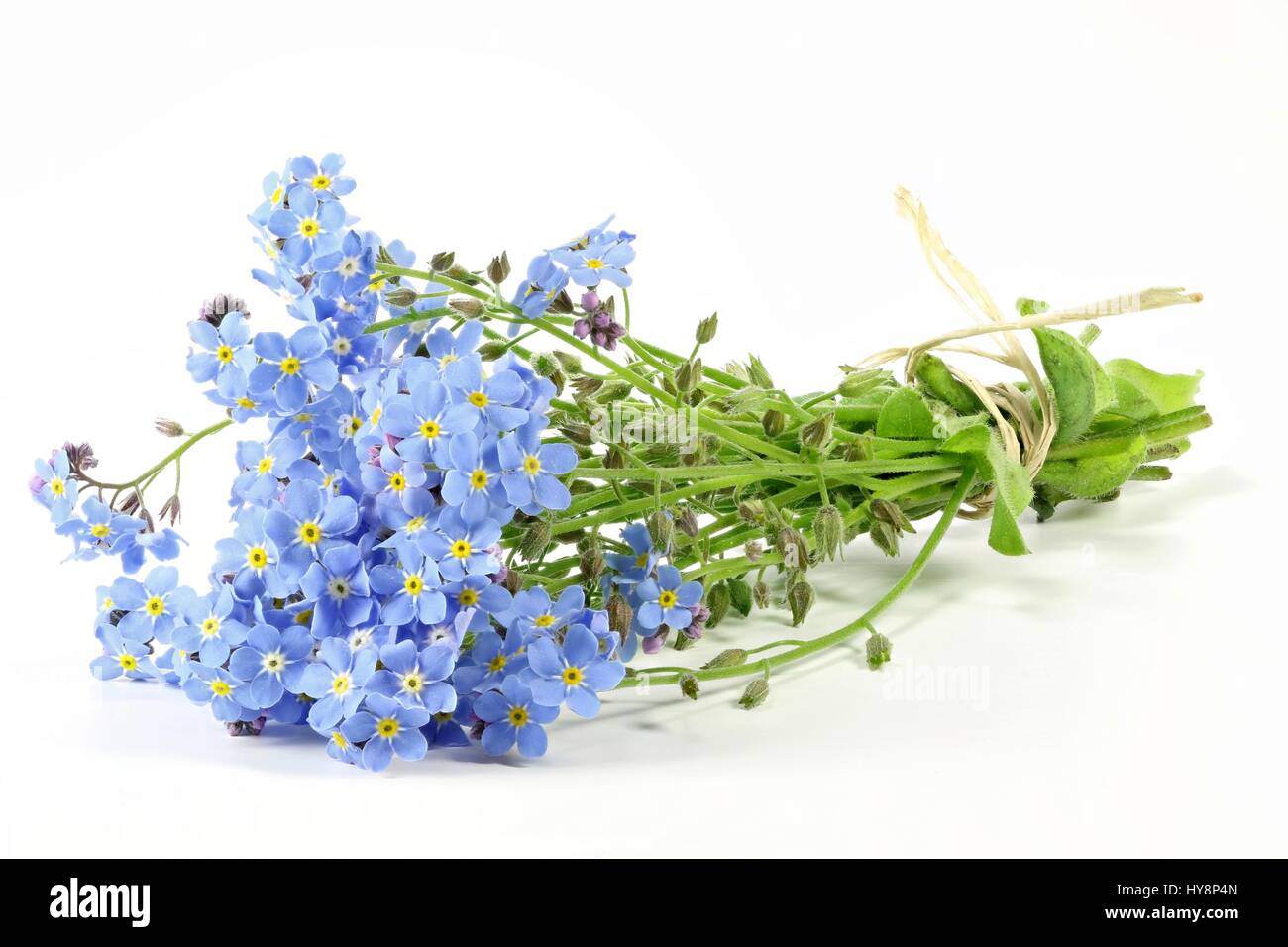 bunch of forget-me-not isolated on white background Stock Photo - Alamy
