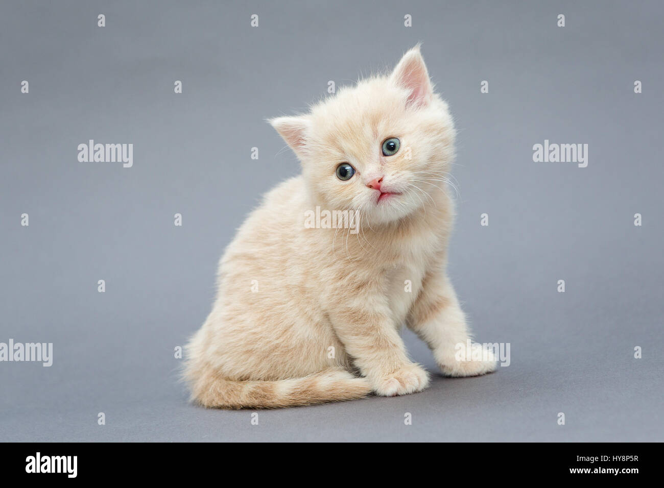 Small British kitten beige colour on gray background Stock Photo - Alamy