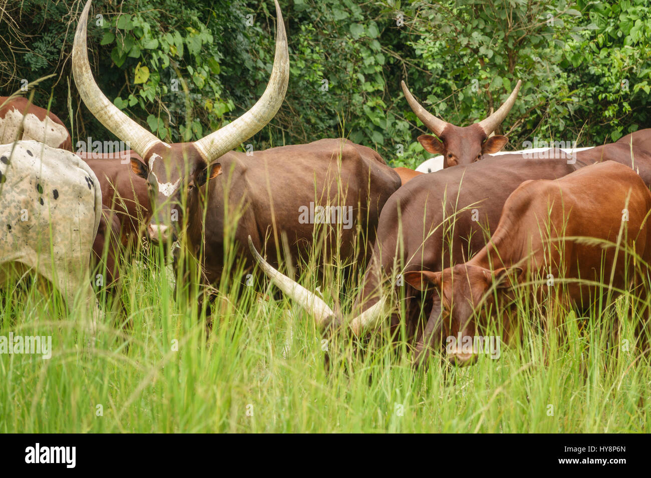 African cattle hi-res stock photography and images - Alamy