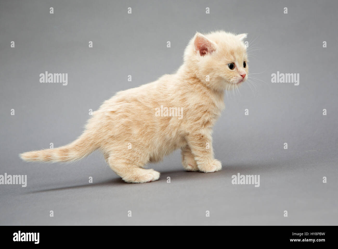 Beige kitten hi-res stock photography and images - Alamy